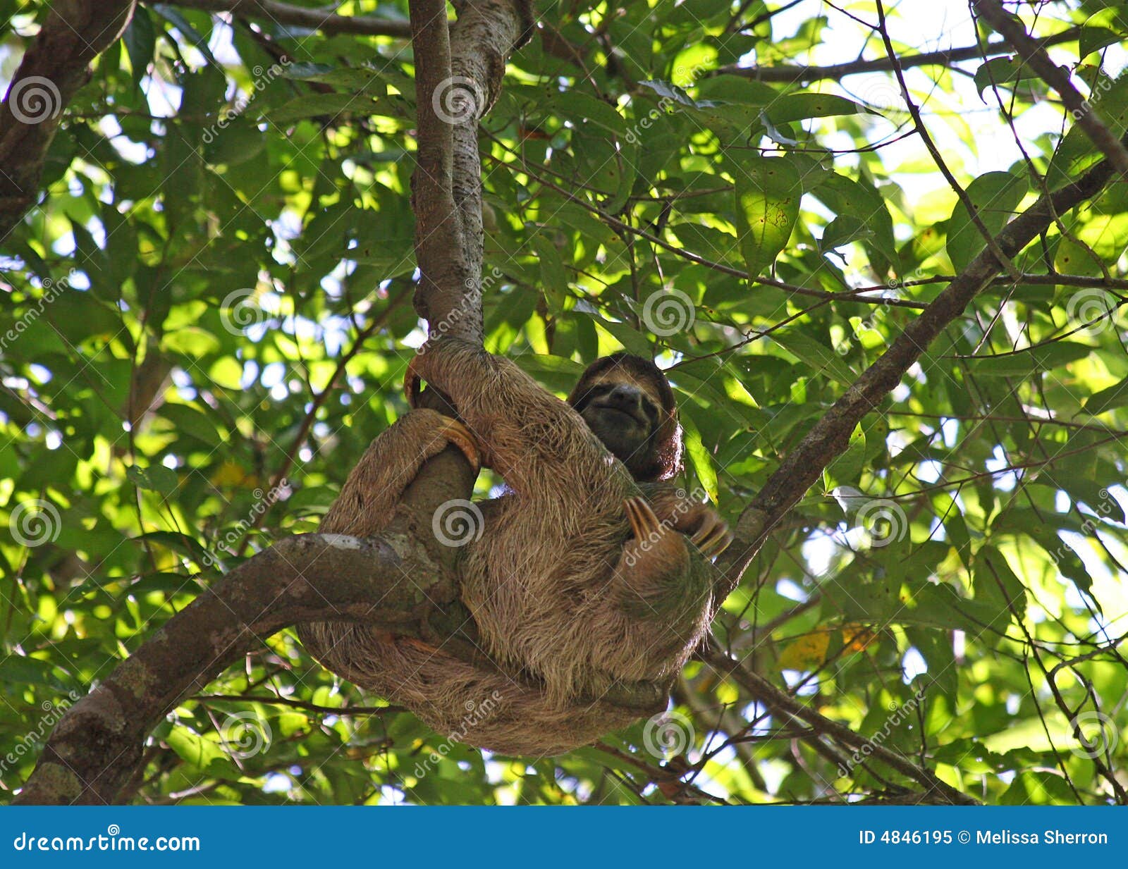 Sloth stock image. Image of wildlife, funny, nature, legs - 4846195