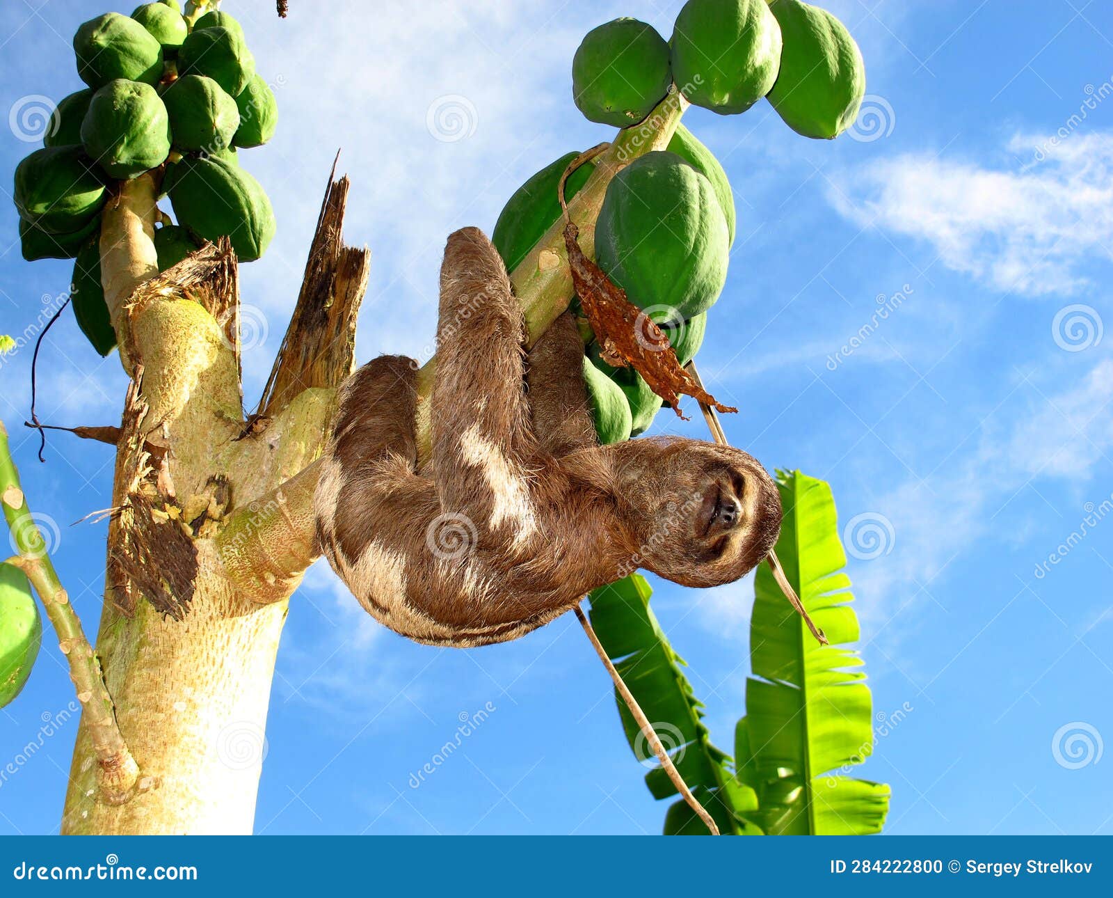 Sloth on Amazon River, Peru, South America Stock Photo - Image of basin ...