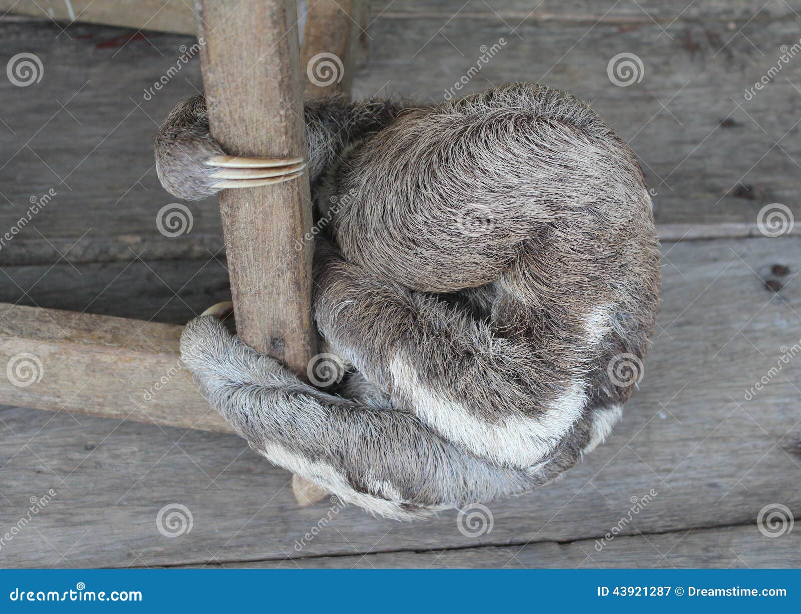 Sloth stock image. Image of amazon, sleeping, animal - 43921287