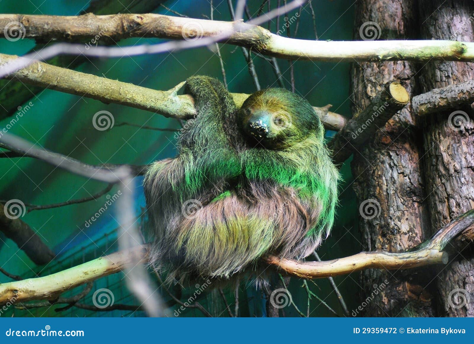 Sloth Animal Sleeping on a Tree Trunk Stock Photo - Image of trunk ...