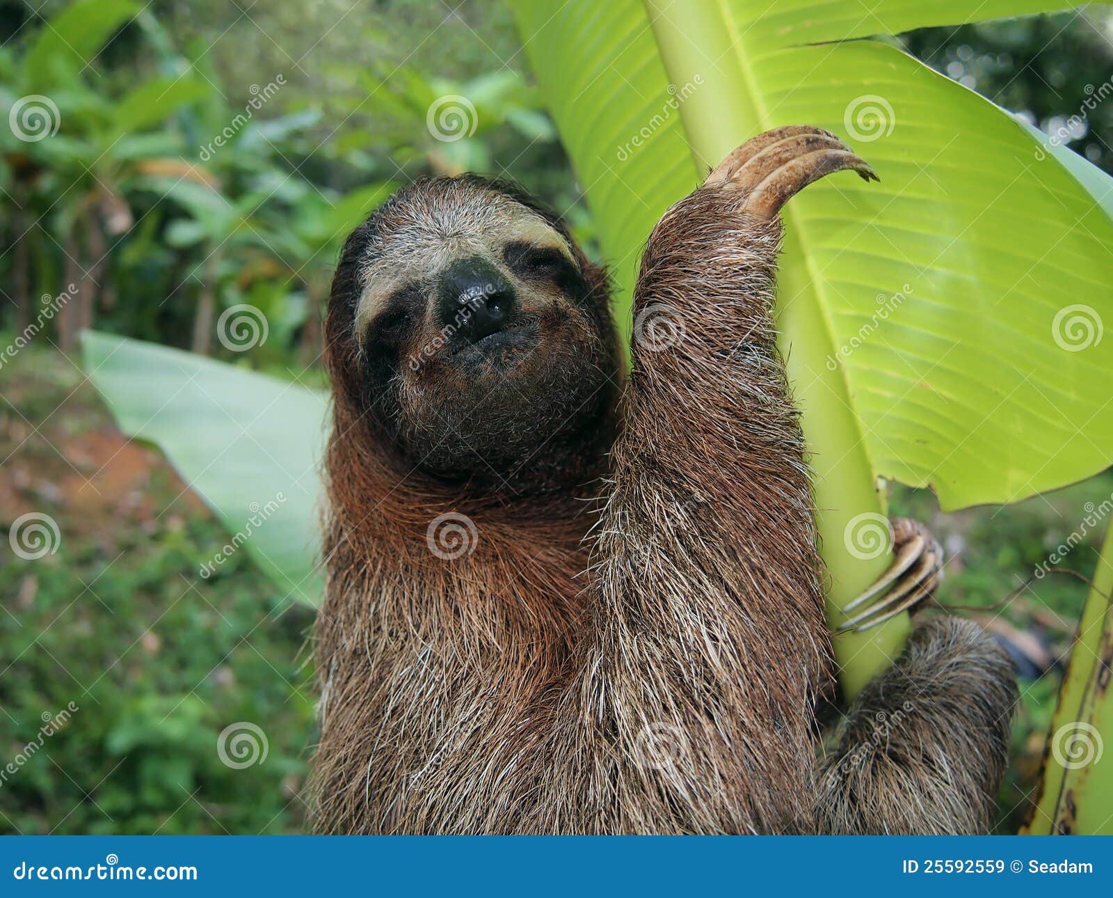 Sloth in a banana tree stock image. Image of tropics - 25592559