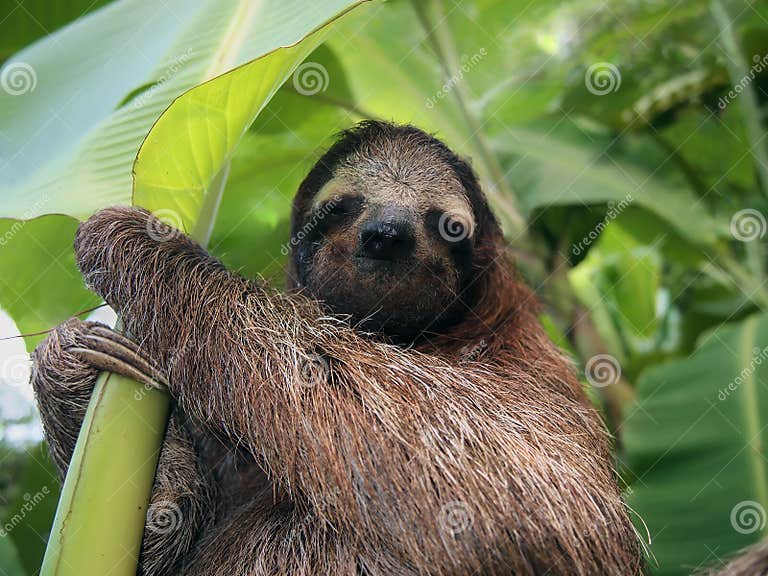 Sloth in banana tree stock image. Image of scenic, banana - 25796319