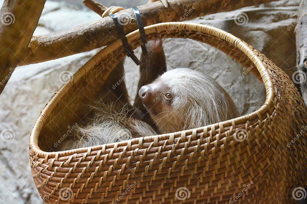 Sloth stock image. Image of perspective, nature, background - 77734001