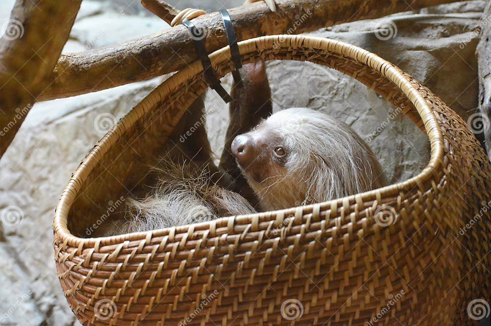 Sloth stock image. Image of adventure, nature, background - 77734443
