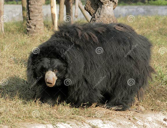 Sloth bear stock photo. Image of nature, predator, outdoors - 12462488