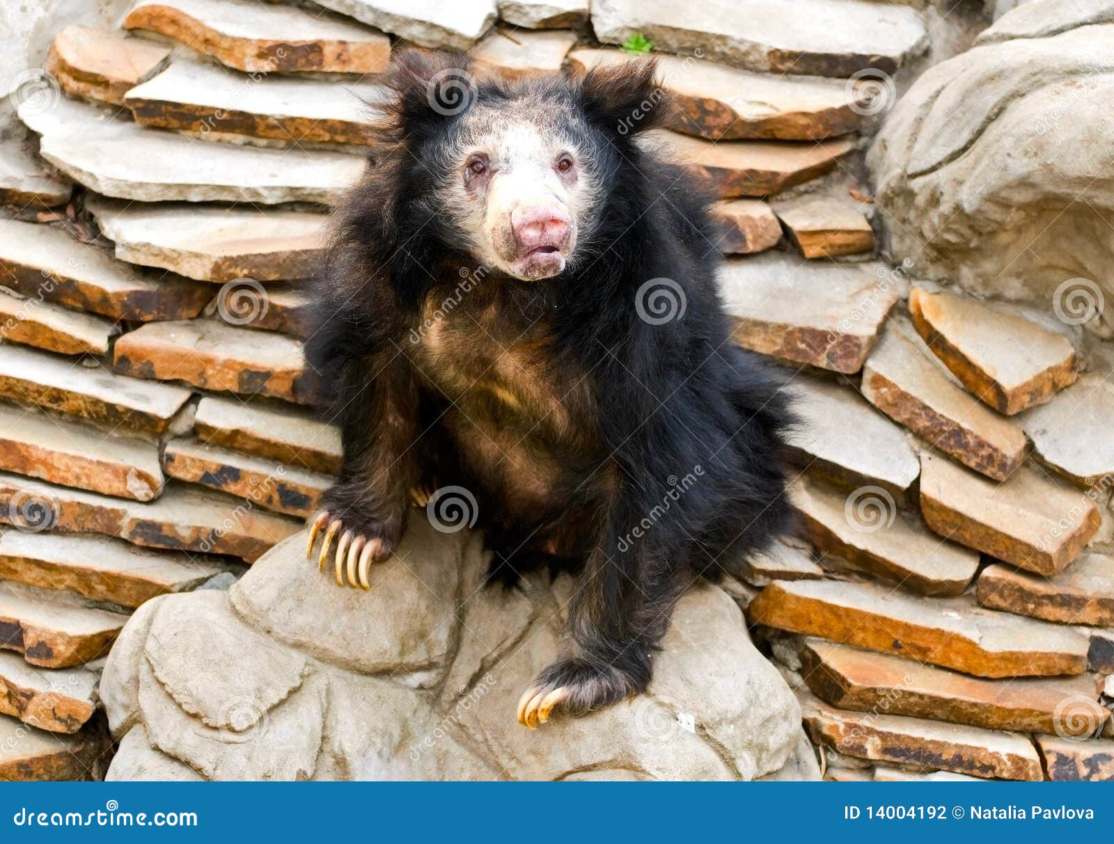 Sloth Bear stock photo. Image of furry, strength, lunch - 14004192