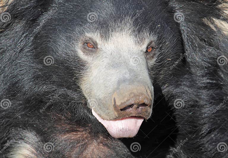 Sloth Bear stock photo. Image of beast, predator, bear - 14402684