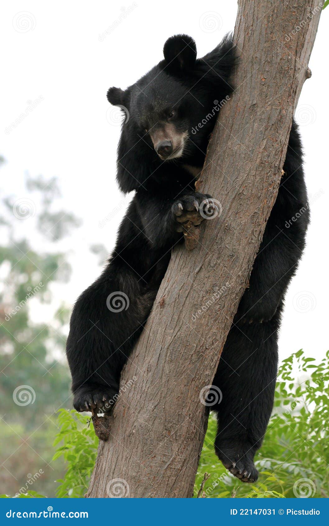 Sloth bear stock image. Image of outdoor, country, animal - 22147031