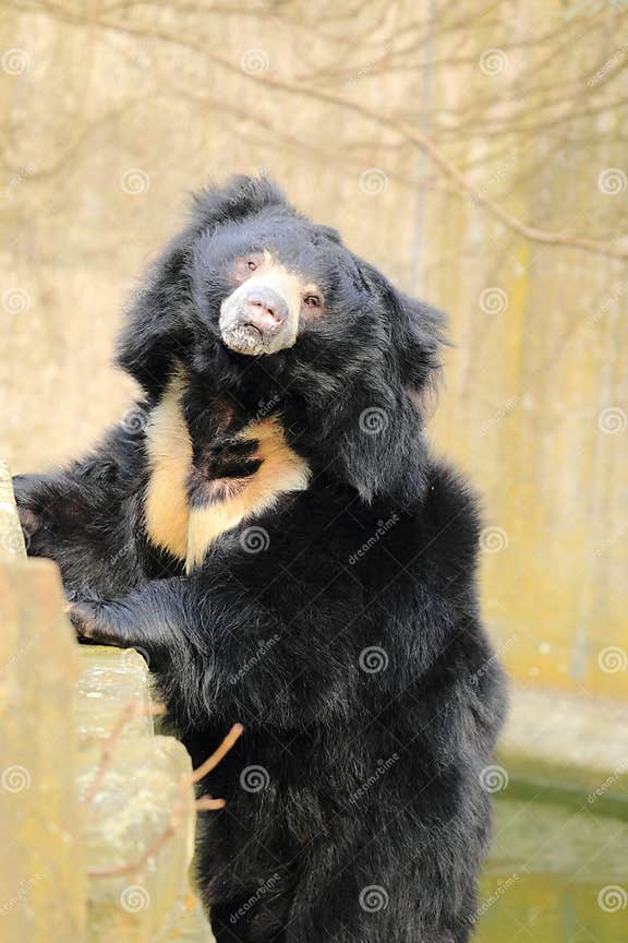 Sloth bear stock image. Image of adult, standing, animal - 24002541