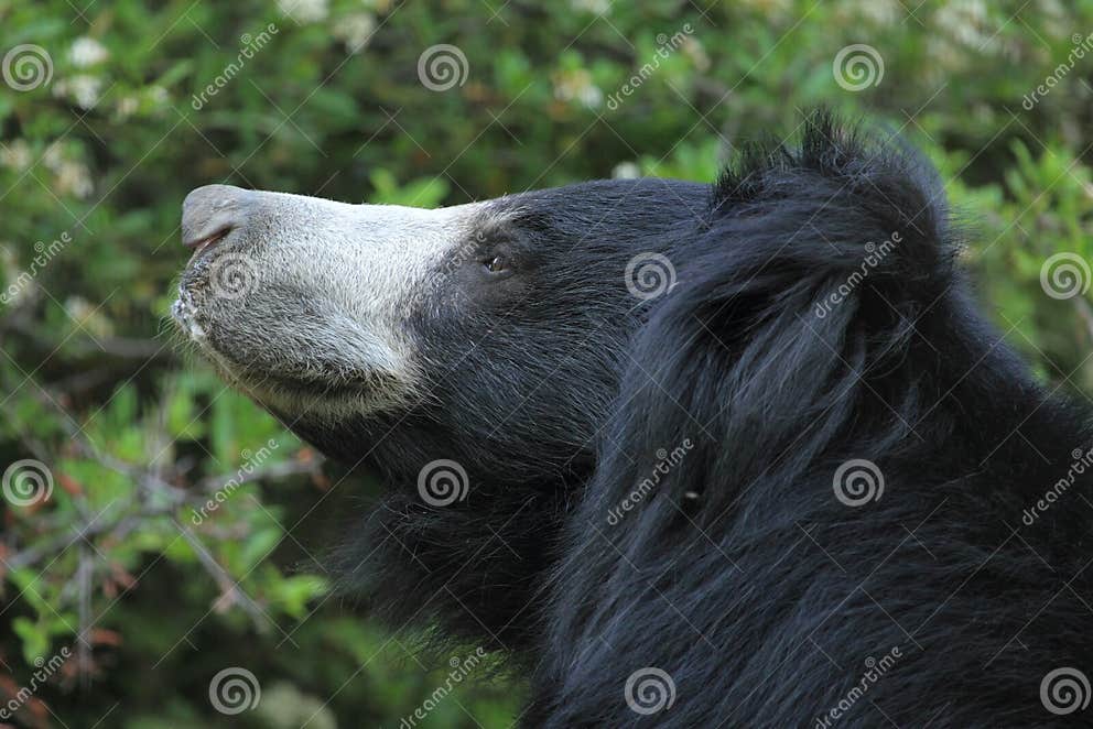 Sloth bear stock photo. Image of bear, nocturnal, sloth - 25145368