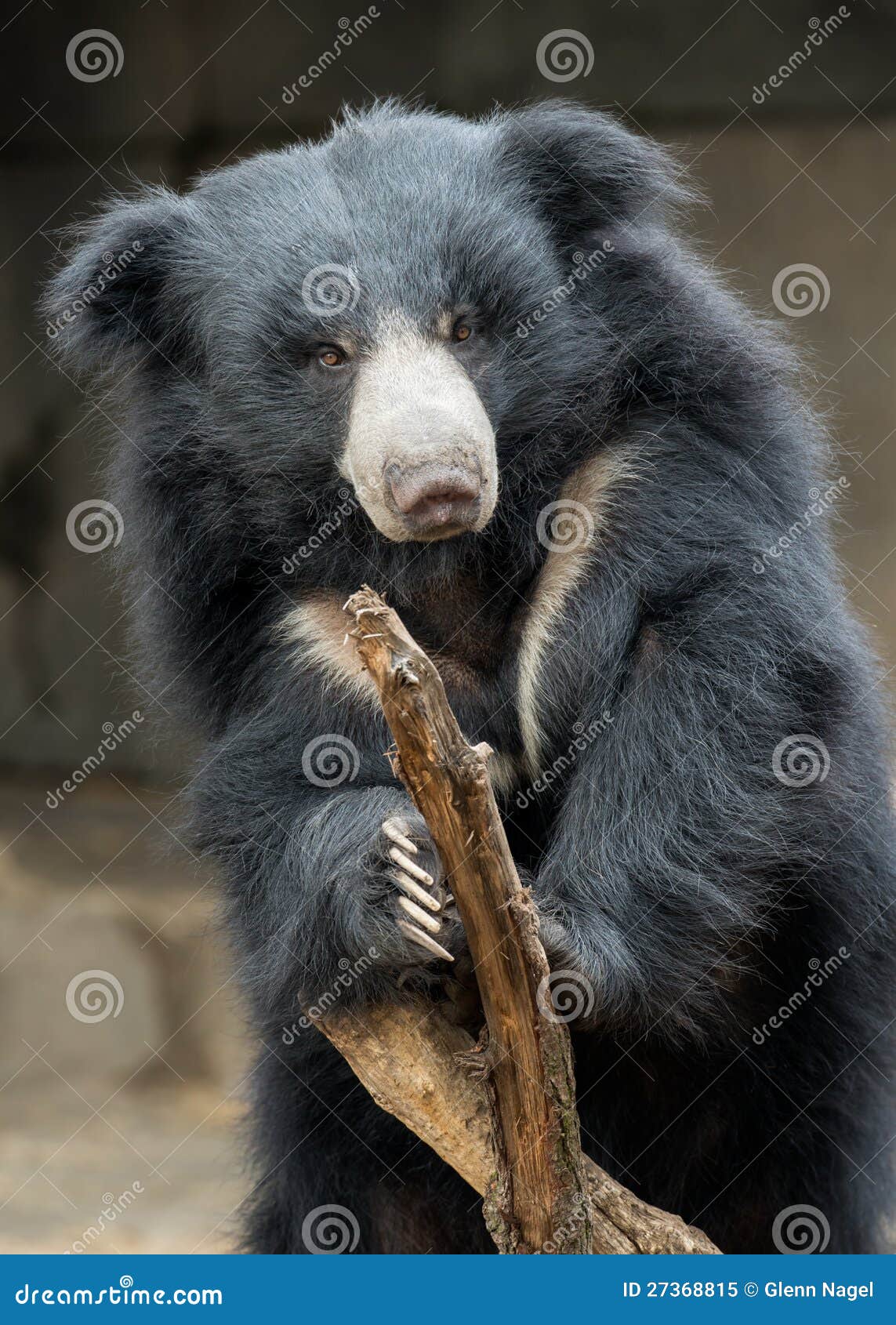 Malaysia Sloth Stock Photos - Free & Royalty-Free Stock Photos from ...