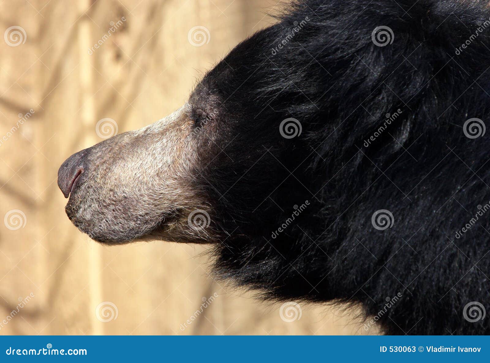 Sloth bear stock image. Image of furry, nose, black, mammal - 530063