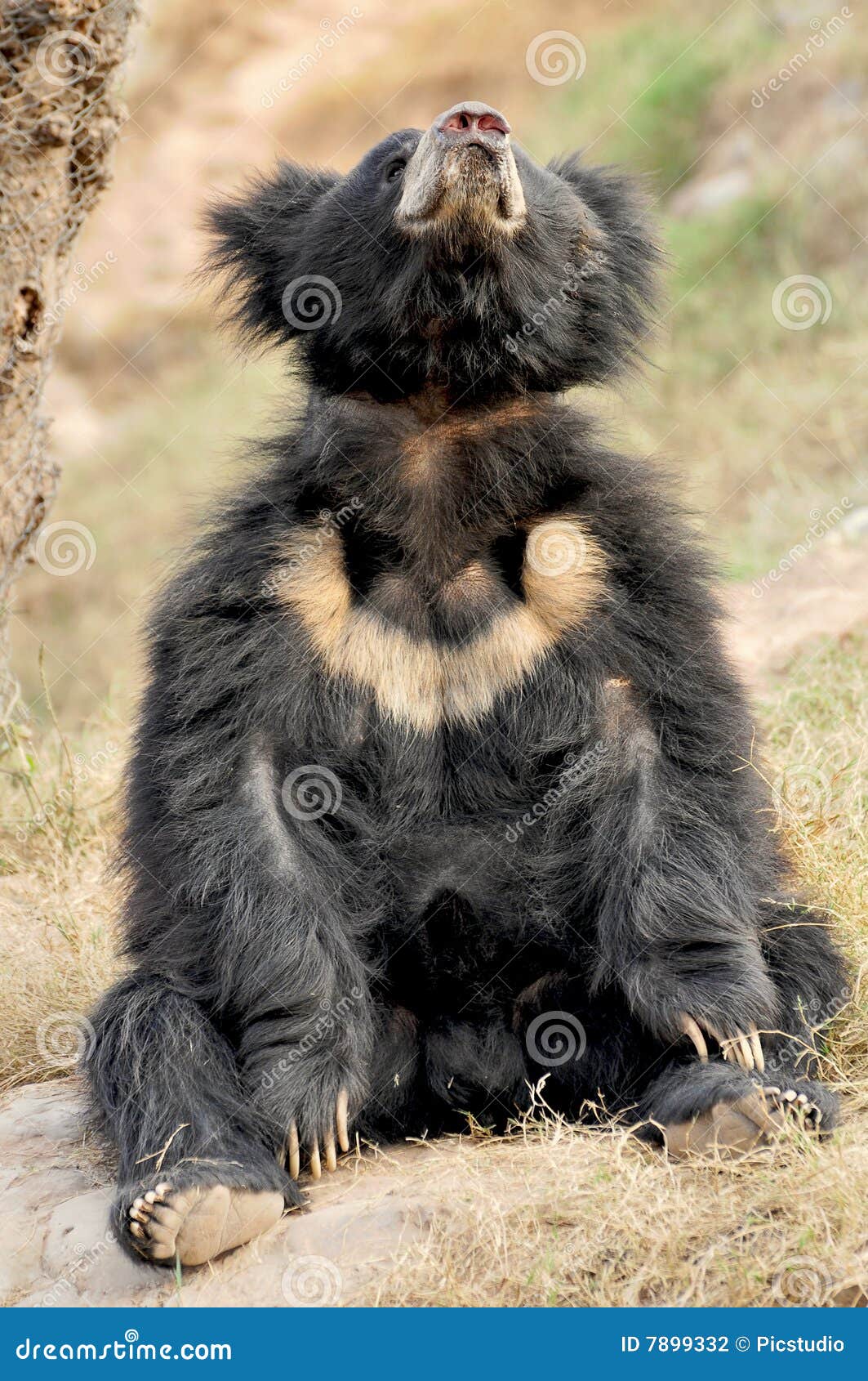 Sloth bear stock photo. Image of wildlife, sloth, predator - 7899332