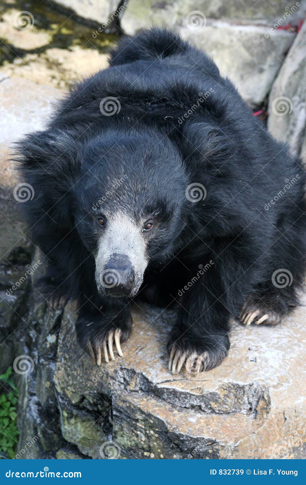 Sloth Bear stock image. Image of ursus, jungle, sloth, indian - 832739