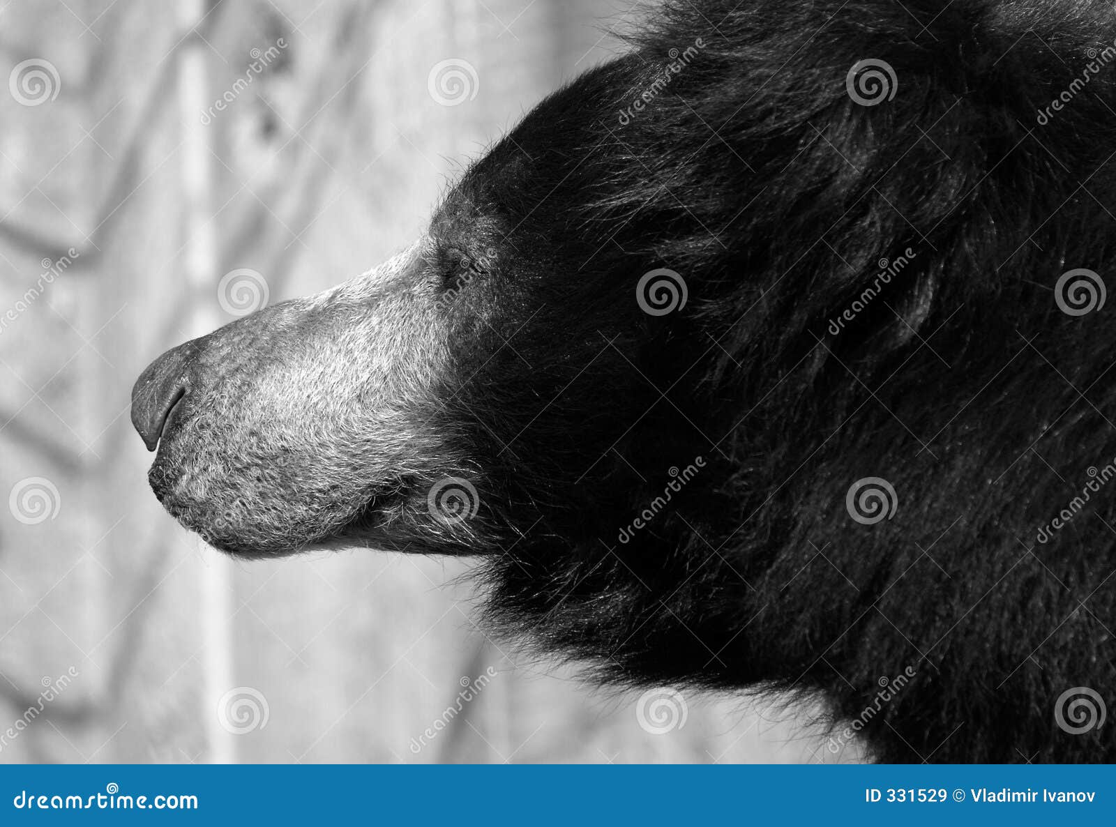 Sloth bear in b&w stock image. Image of asian, face - 331529