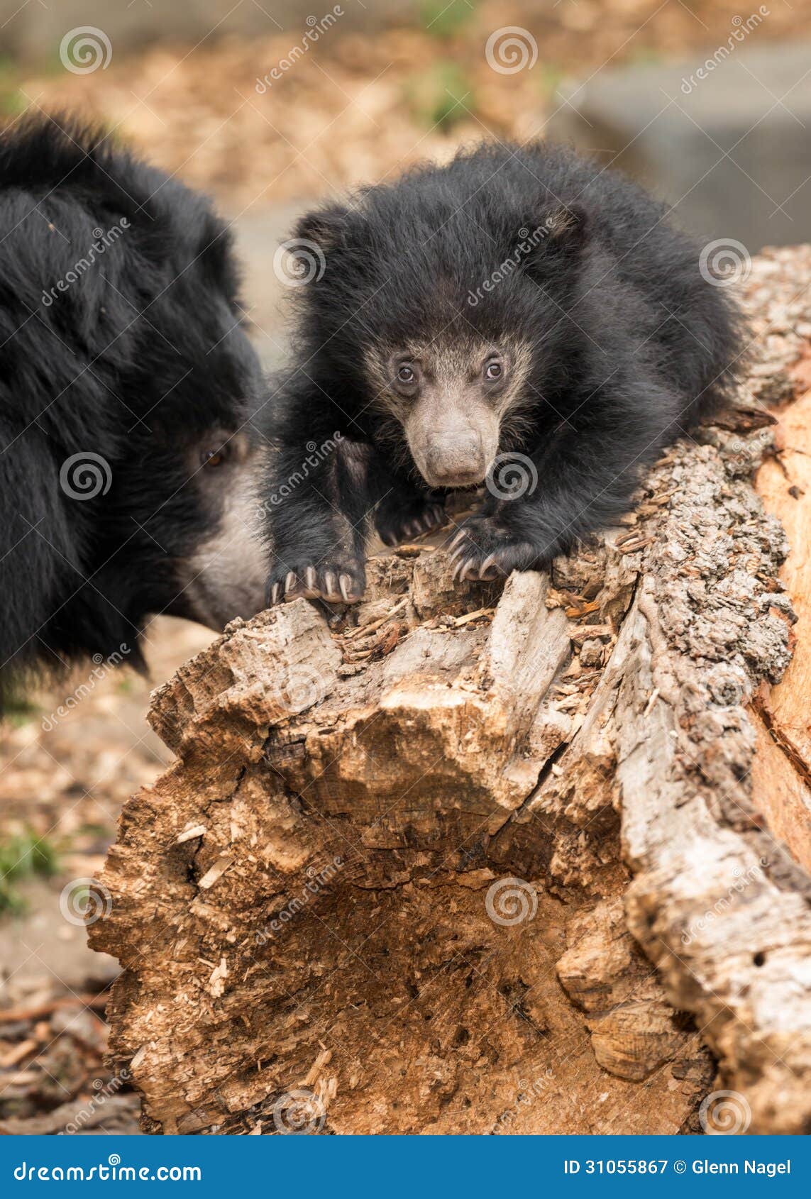 Sloth bear cub stock image. Image of tree, stump, animal - 31055867