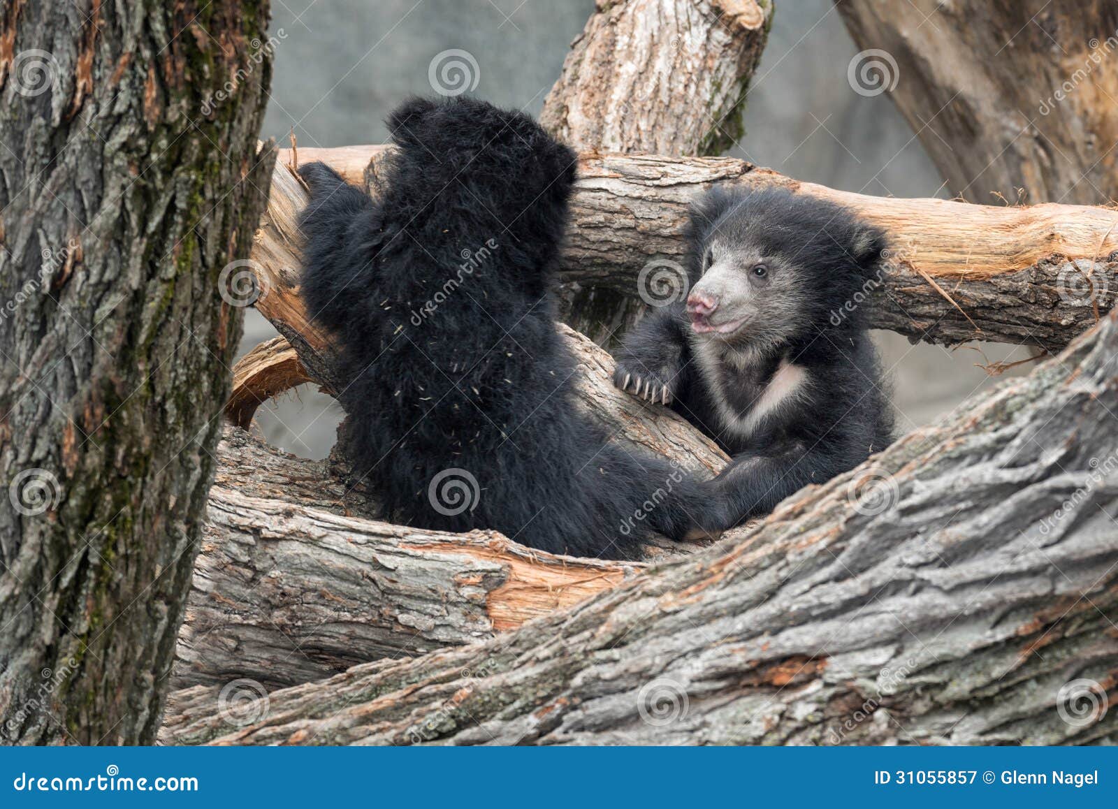 Sloth Bear Cubs Playing in Trees Stock Image - Image of woods, adorable ...