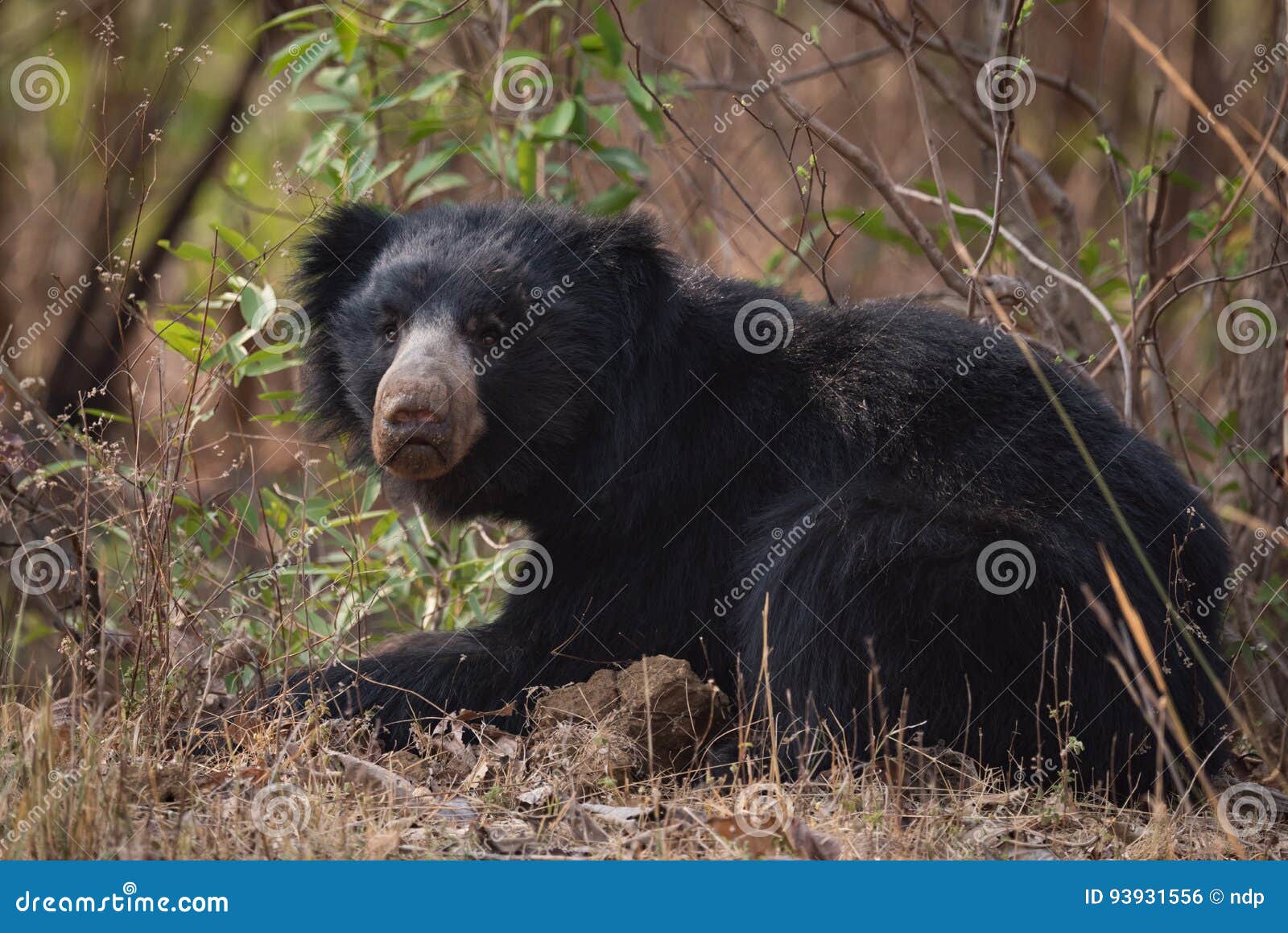 Sloth Bear Lying in Bushes Lifts Head Stock Photo - Image of wildlife ...