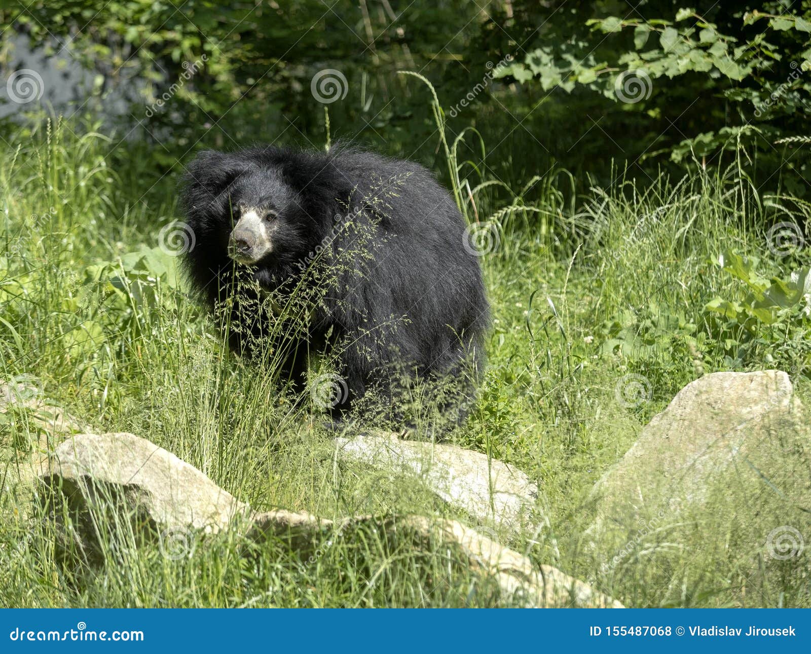 Sloth Bear, Melursus Ursinus, Female Observing Surroundings Stock Photo ...