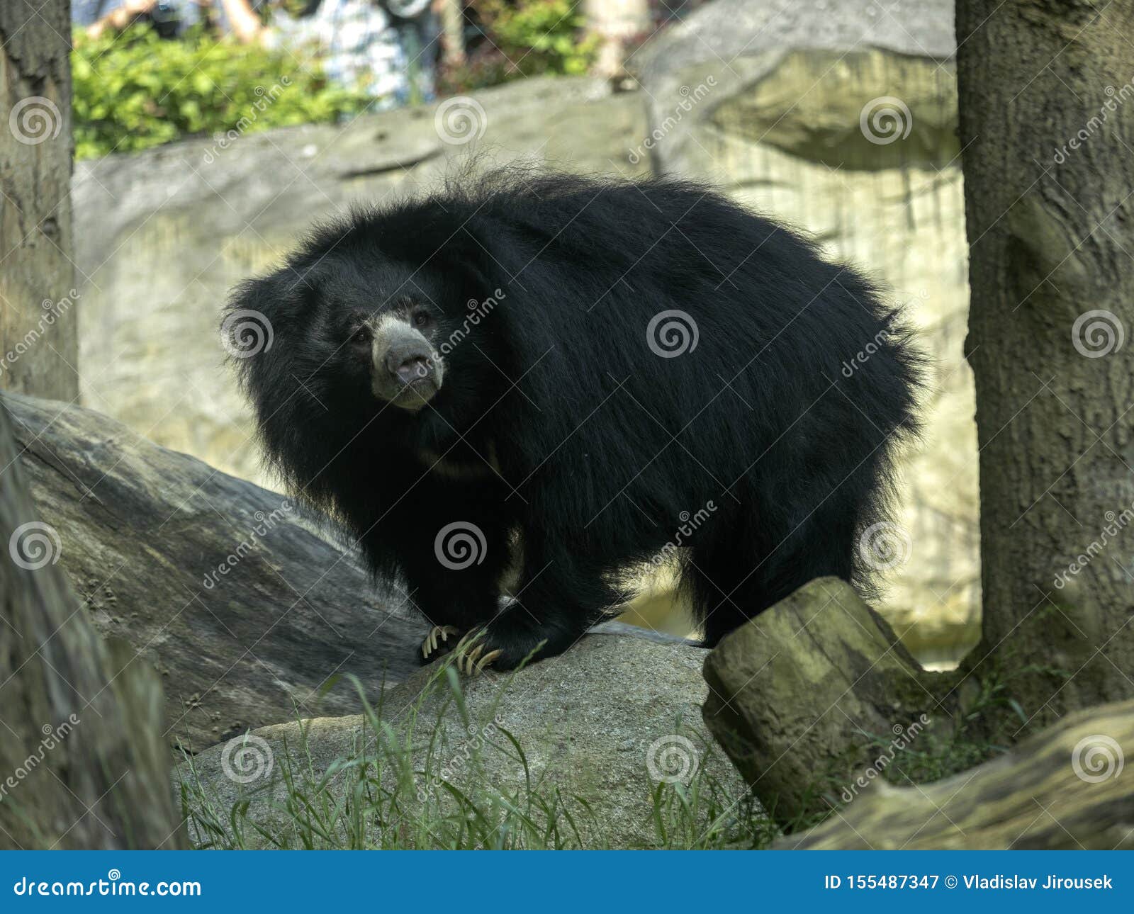 Sloth Bear, Melursus Ursinus, Female Observing Surroundings Stock Image ...