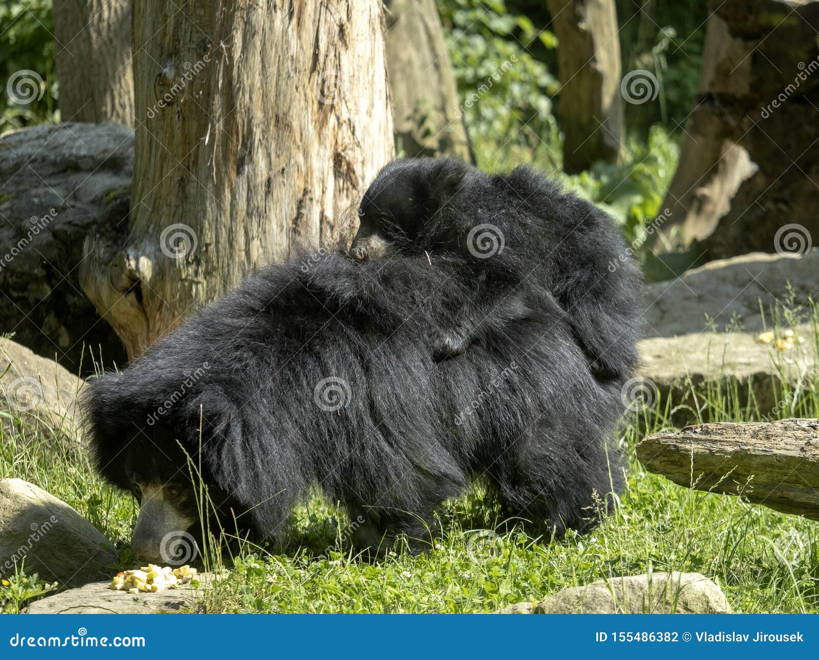 Sloth Bear, Melursus Ursinus, Female Wearing Chicks on Back Stock Photo ...