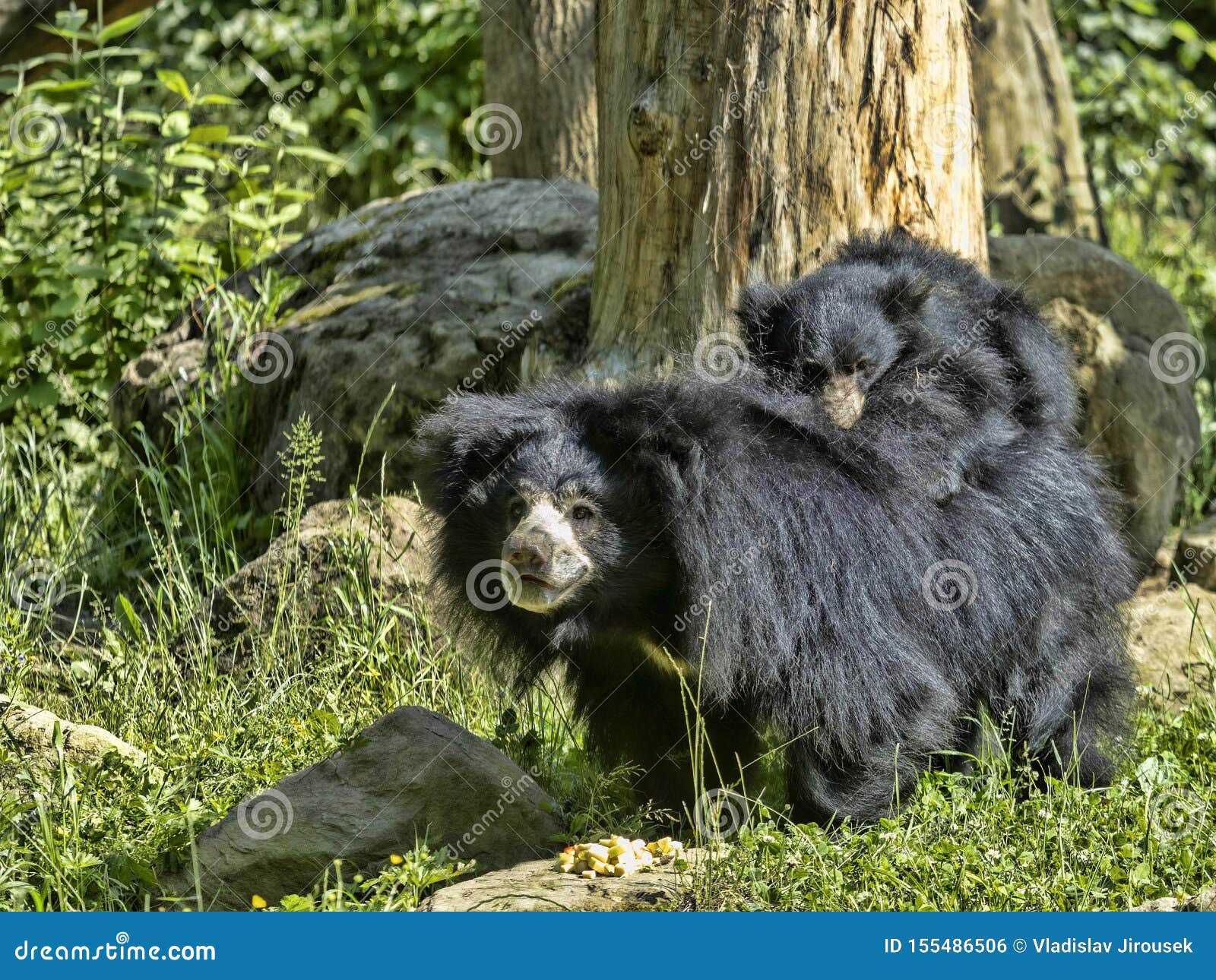 Sloth Bear, Melursus Ursinus, Female Wearing Chicks on Back Stock Photo ...