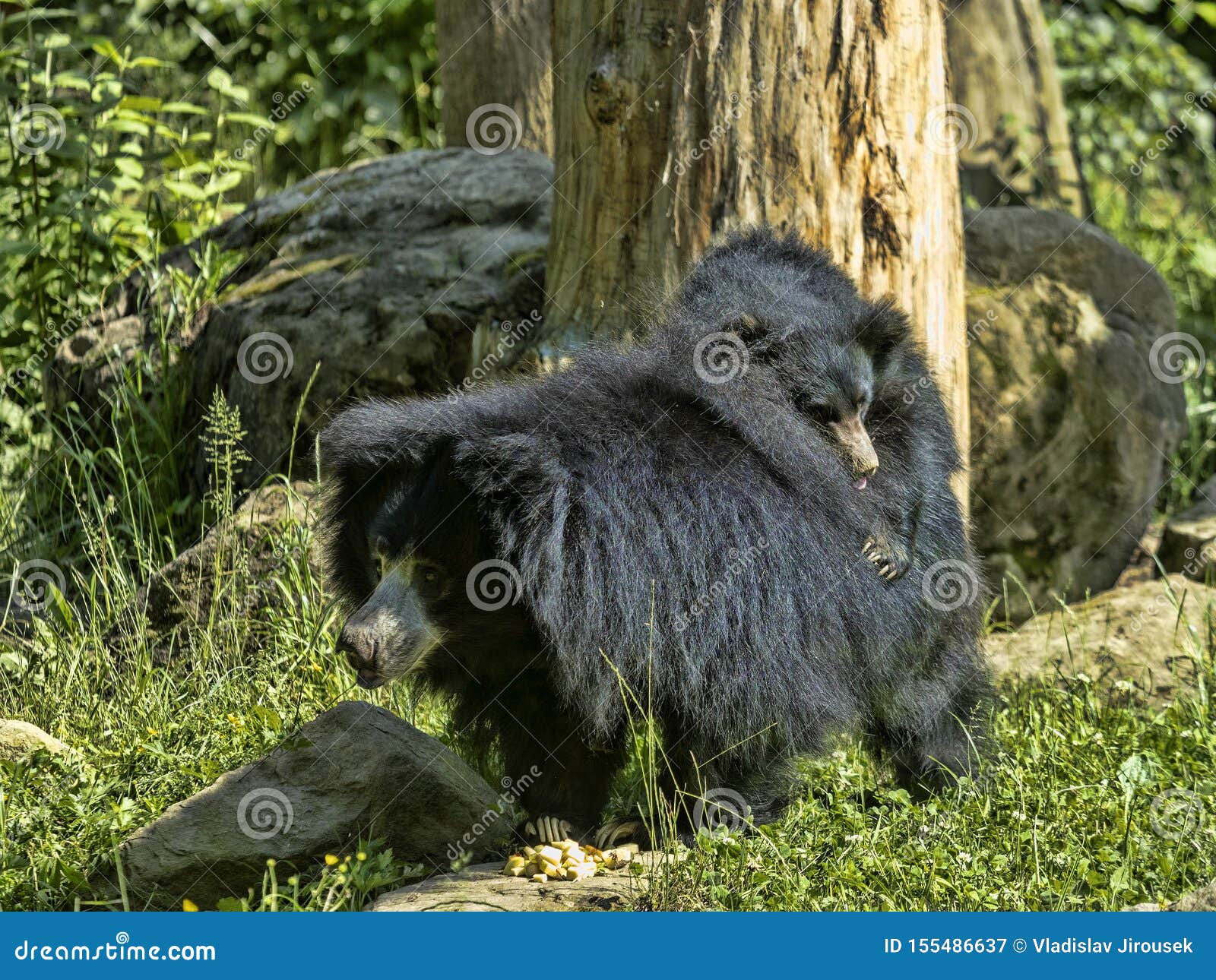Sloth Bear, Melursus Ursinus, Female Wearing Chicks on Back Stock Image ...