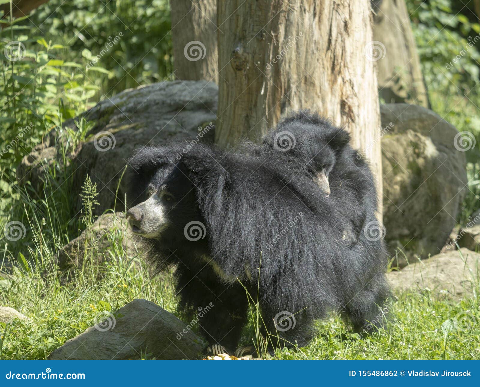 Sloth Bear, Melursus Ursinus, Female Wearing Chicks on Back Stock Photo ...