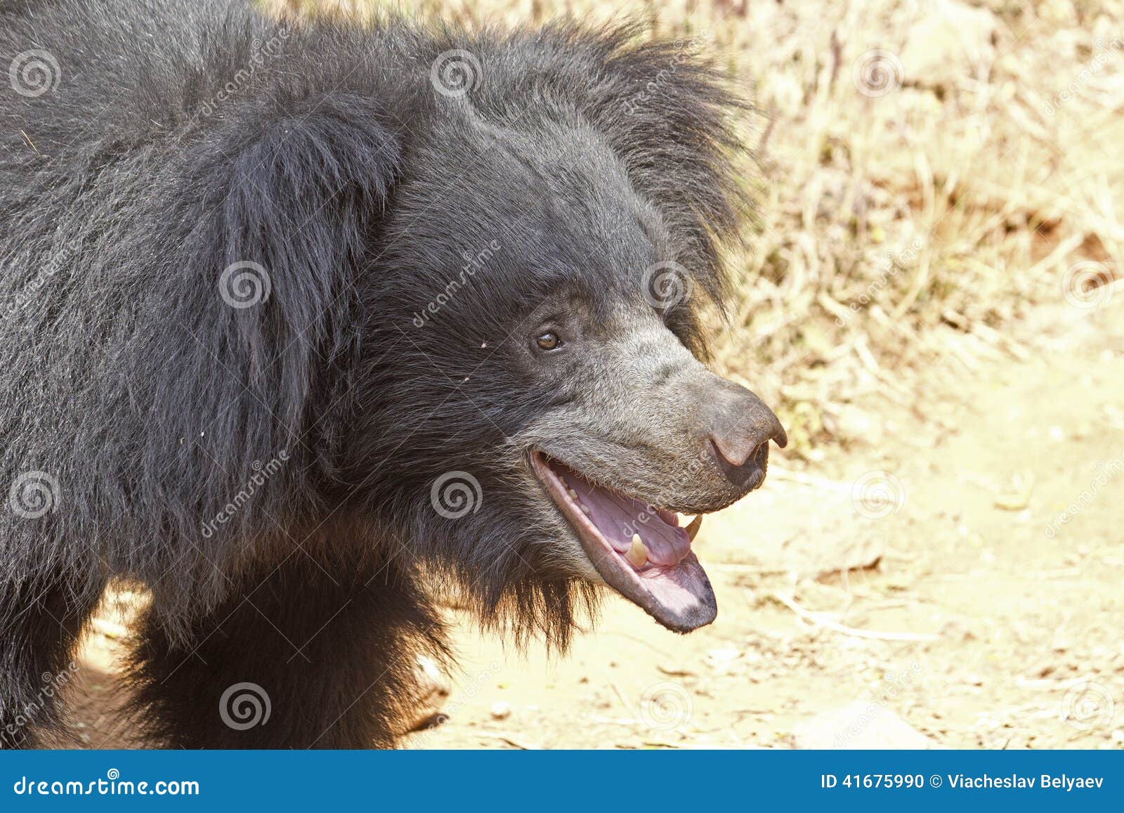 Sloth bear stock photo. Image of asian, animal, close - 41675990