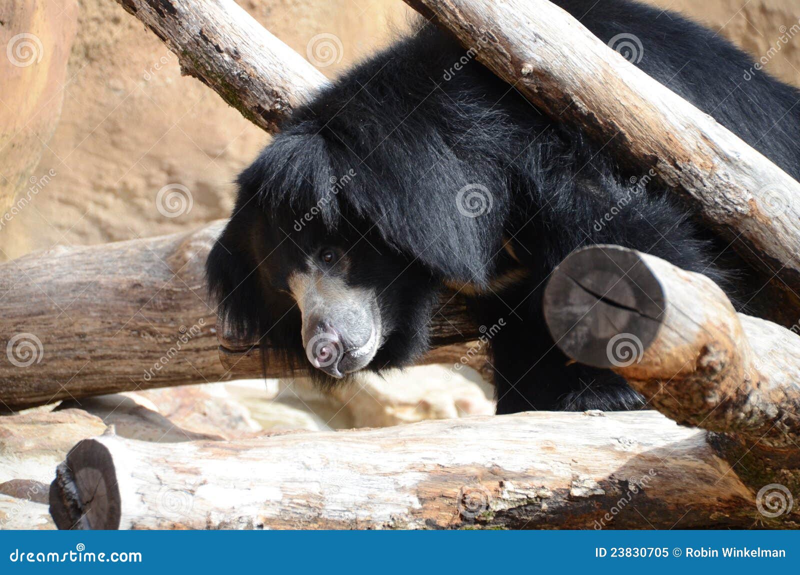 Sloth bear5 stock image. Image of furry, logs, peers - 23830705