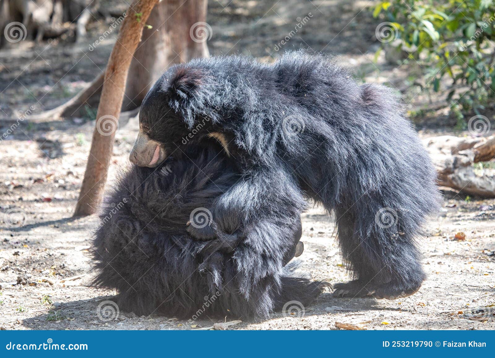 Sloth Bears Fighting and Playing Stock Photo - Image of competition ...
