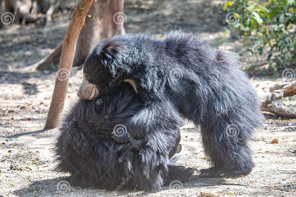 Sloth Bears Fighting and Playing Stock Photo - Image of competition ...