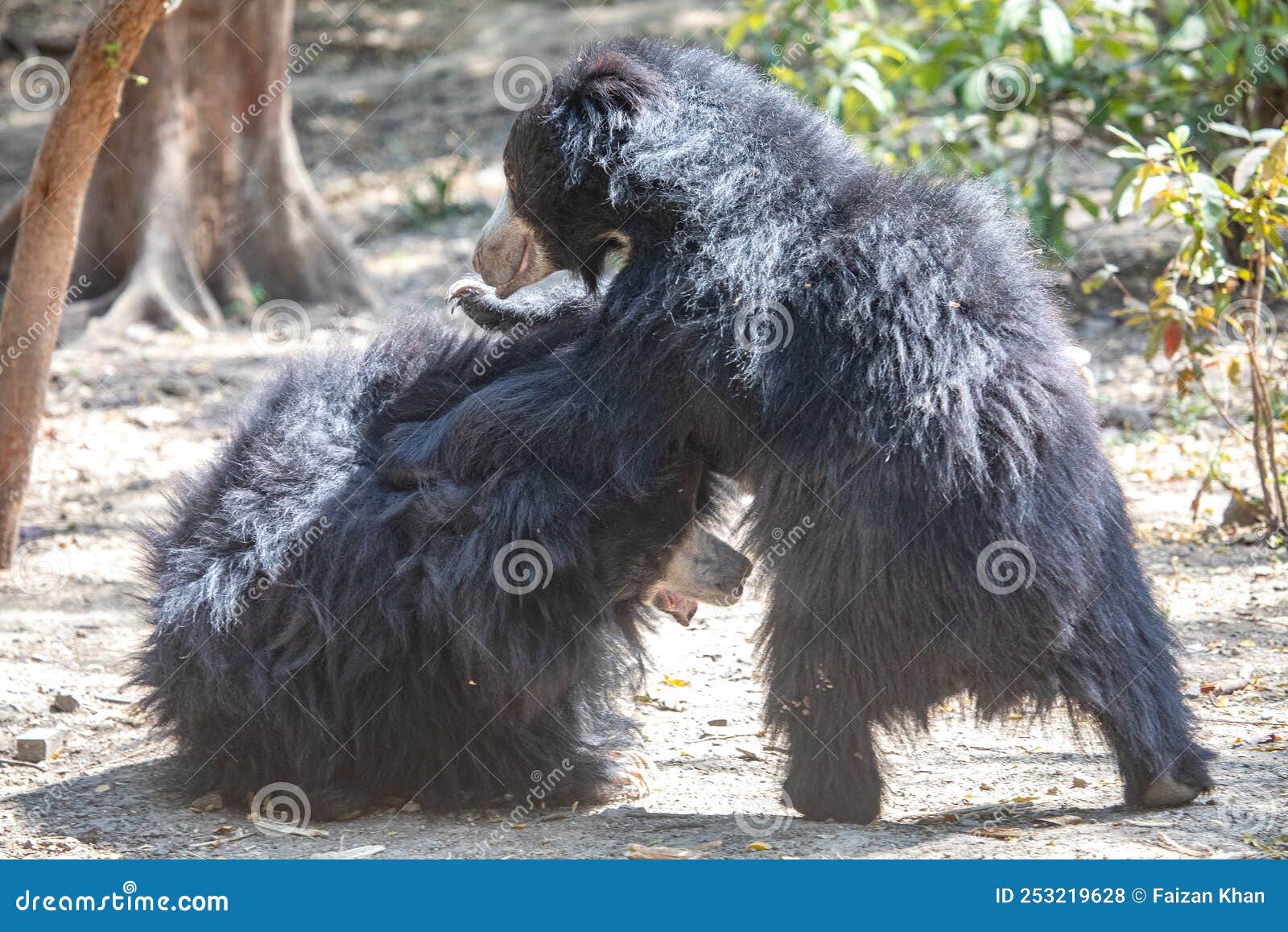 Sloth Bears Playing with Each Other Stock Photo - Image of bears, bear ...