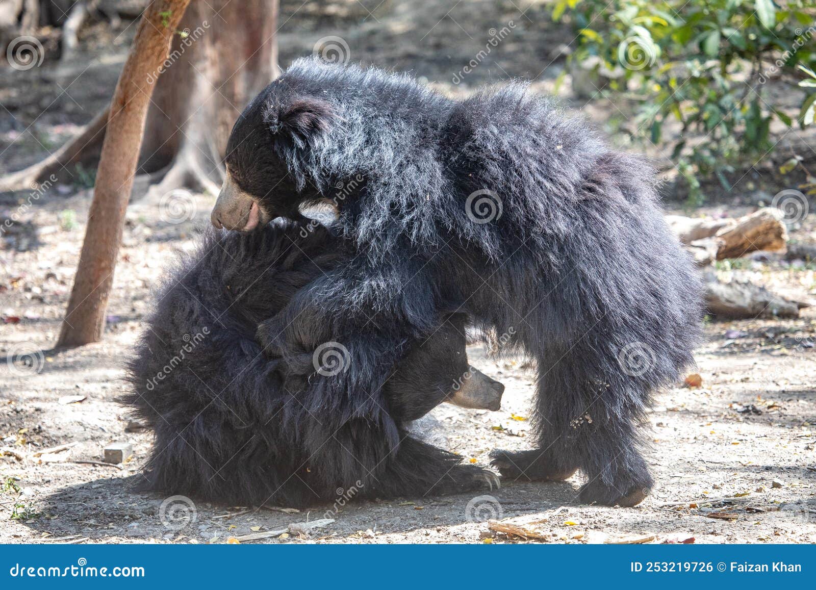 Sloth Bears Playing with Each Other Stock Photo - Image of port, animal ...
