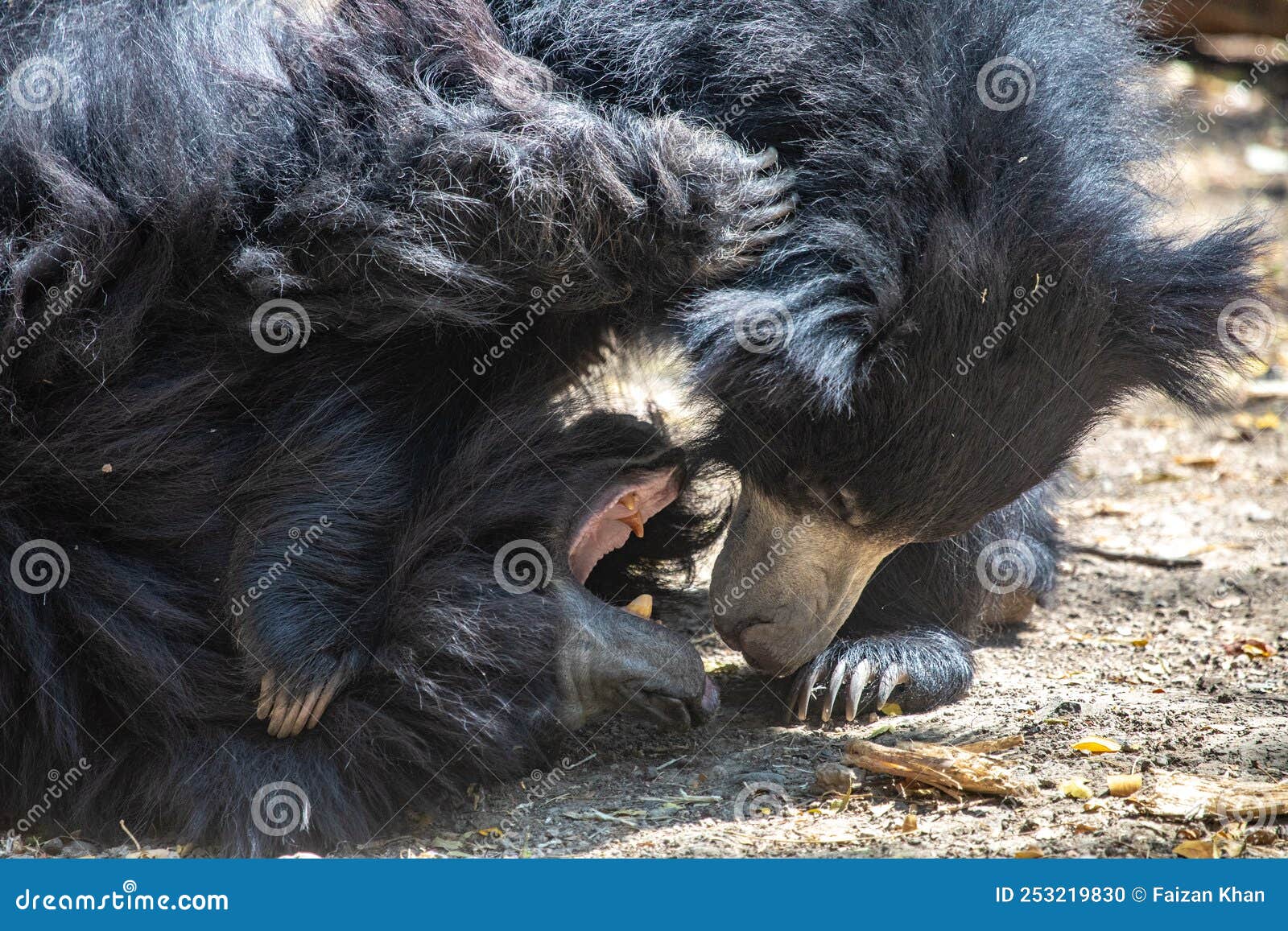 Sloth Bears Playing with Each Other Stock Photo - Image of close, wild ...