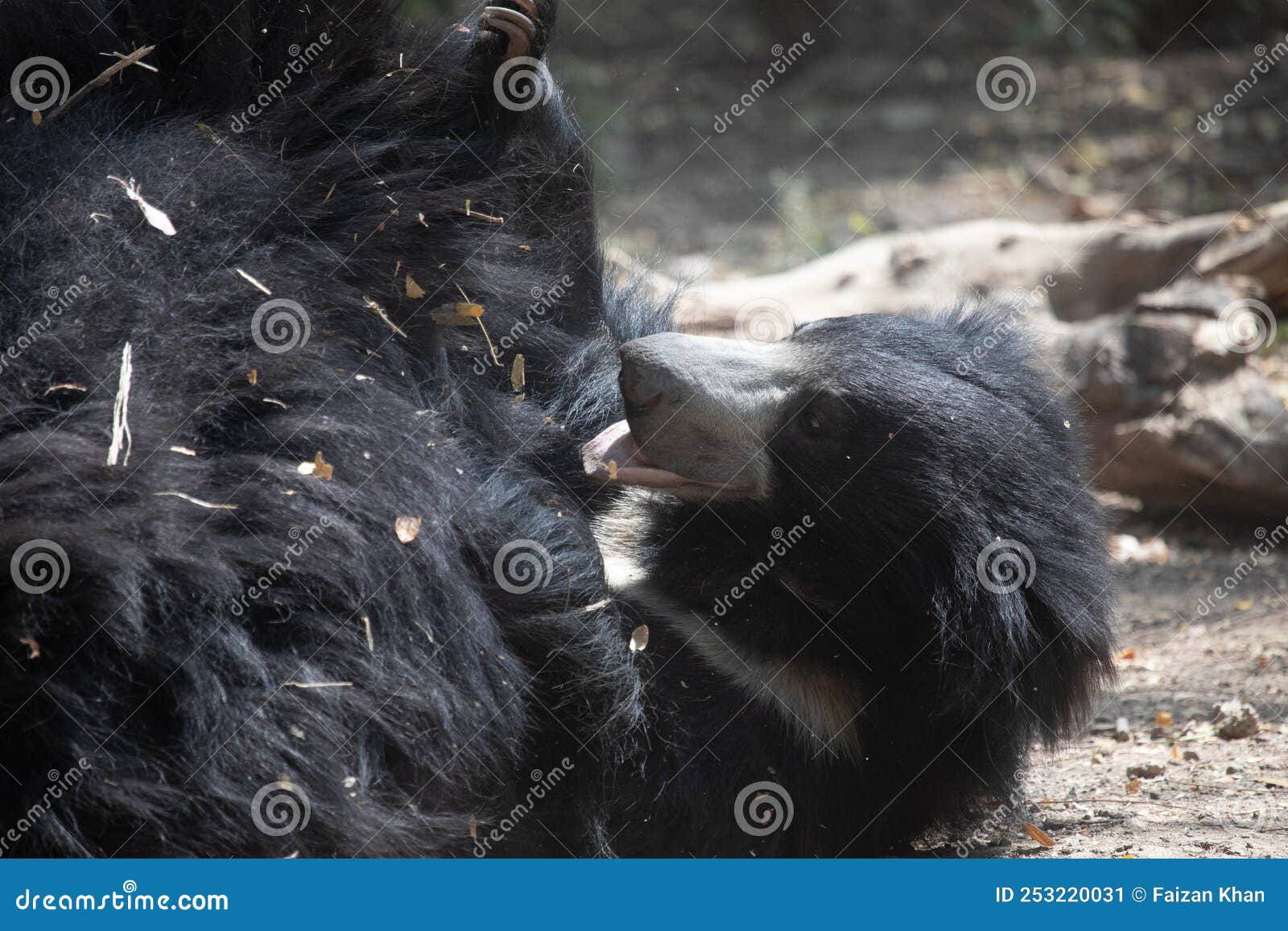 Sloth Bears Playing with Each Other Stock Image - Image of port, sloth ...