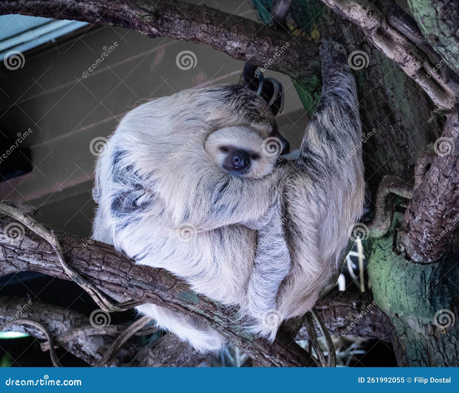 Sloth Bears Hugging and Relaxing on the Tree Stock Image - Image of ...