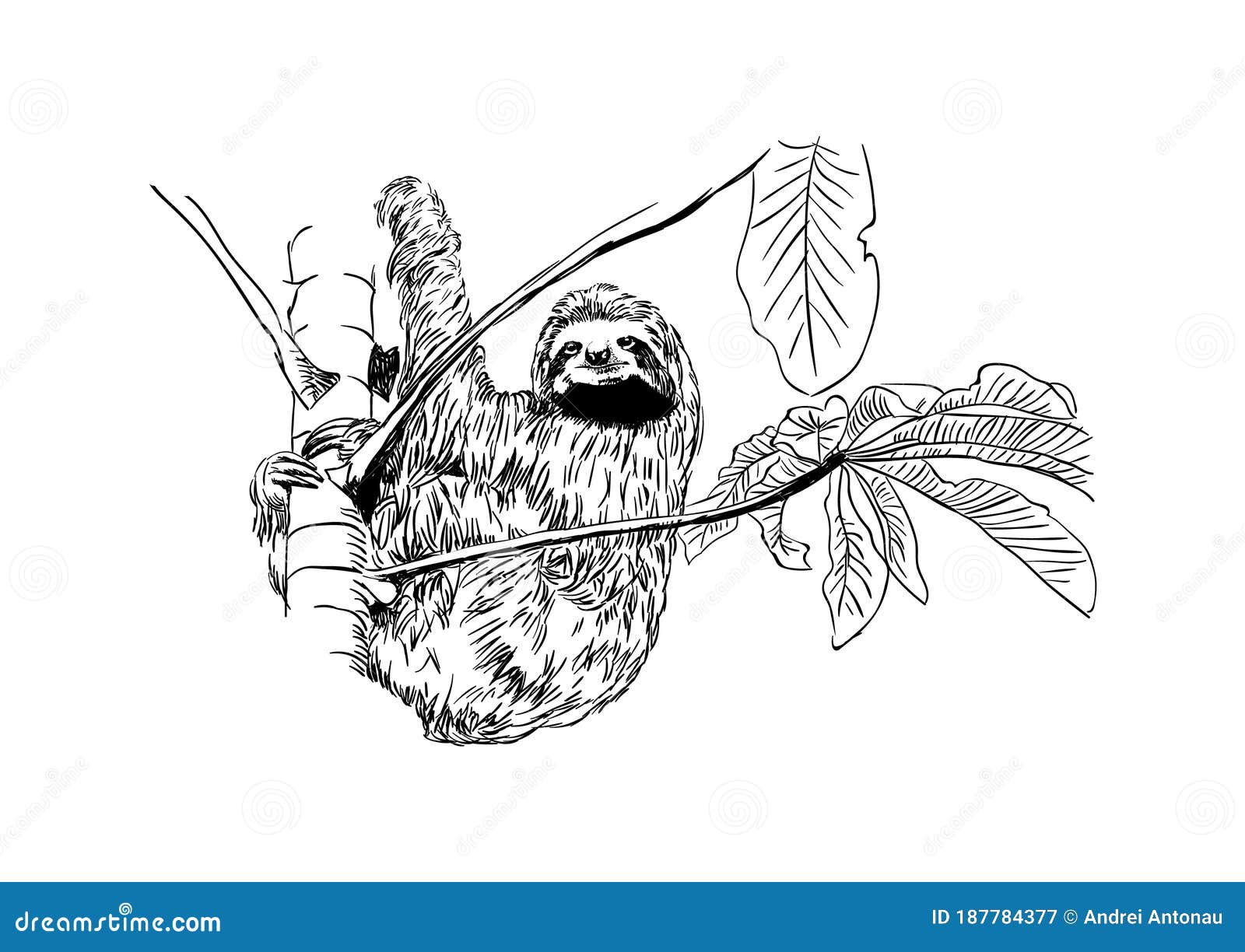 910_Black and White Drawing, Sketch of an Isolated Sloth. Stock Vector ...