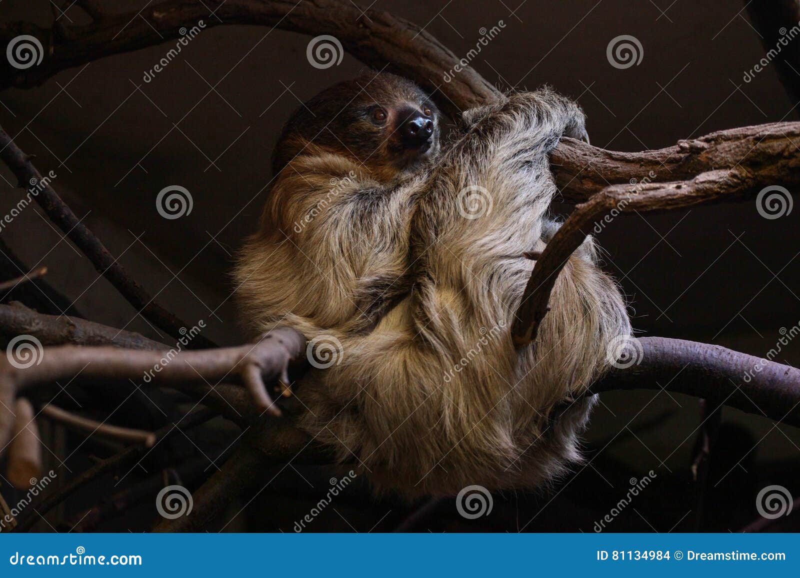 Sloth stock photo. Image of hanging, branch, fluffy, lazy - 81134984