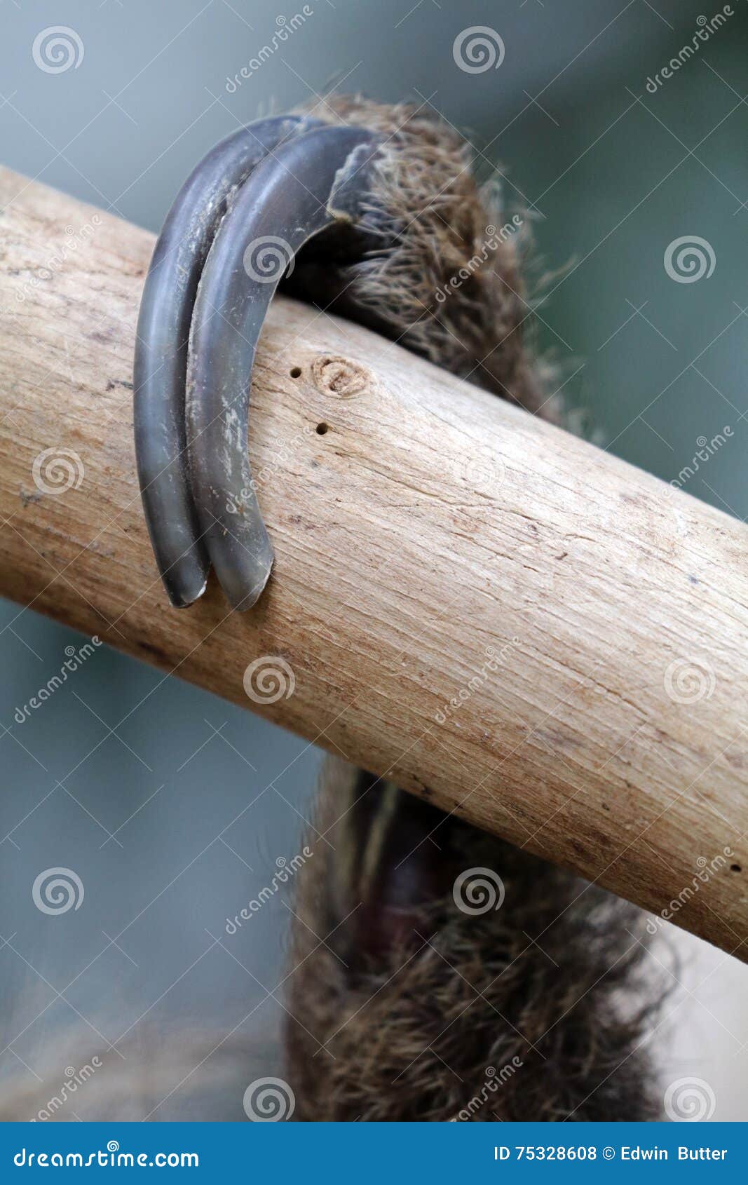Sloth claw stock photo. Image of brownthroated, wildlife - 75328608