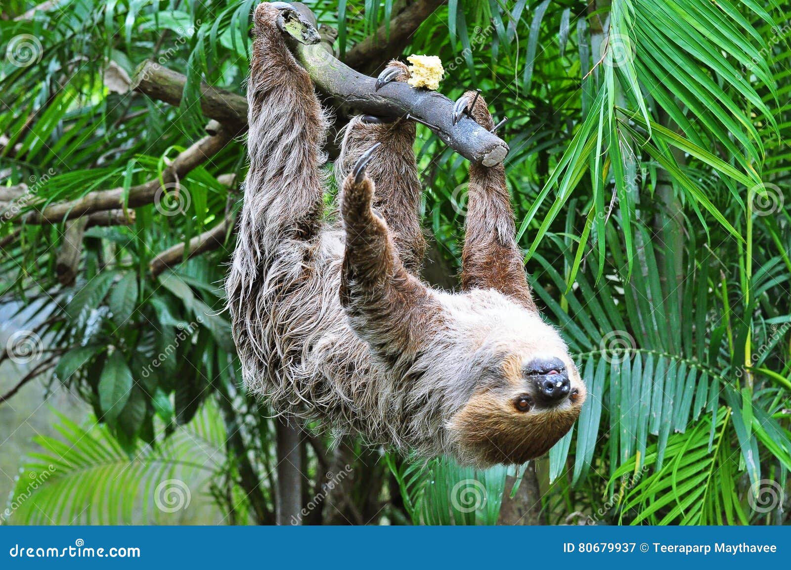 Sloth stock image. Image of claw, tree, young, lazy, nature - 80679937