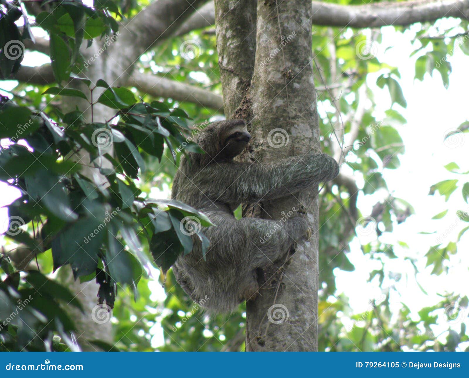 Sloth Climbing Down a Tree in Costa Rica Stock Image - Image of rain ...