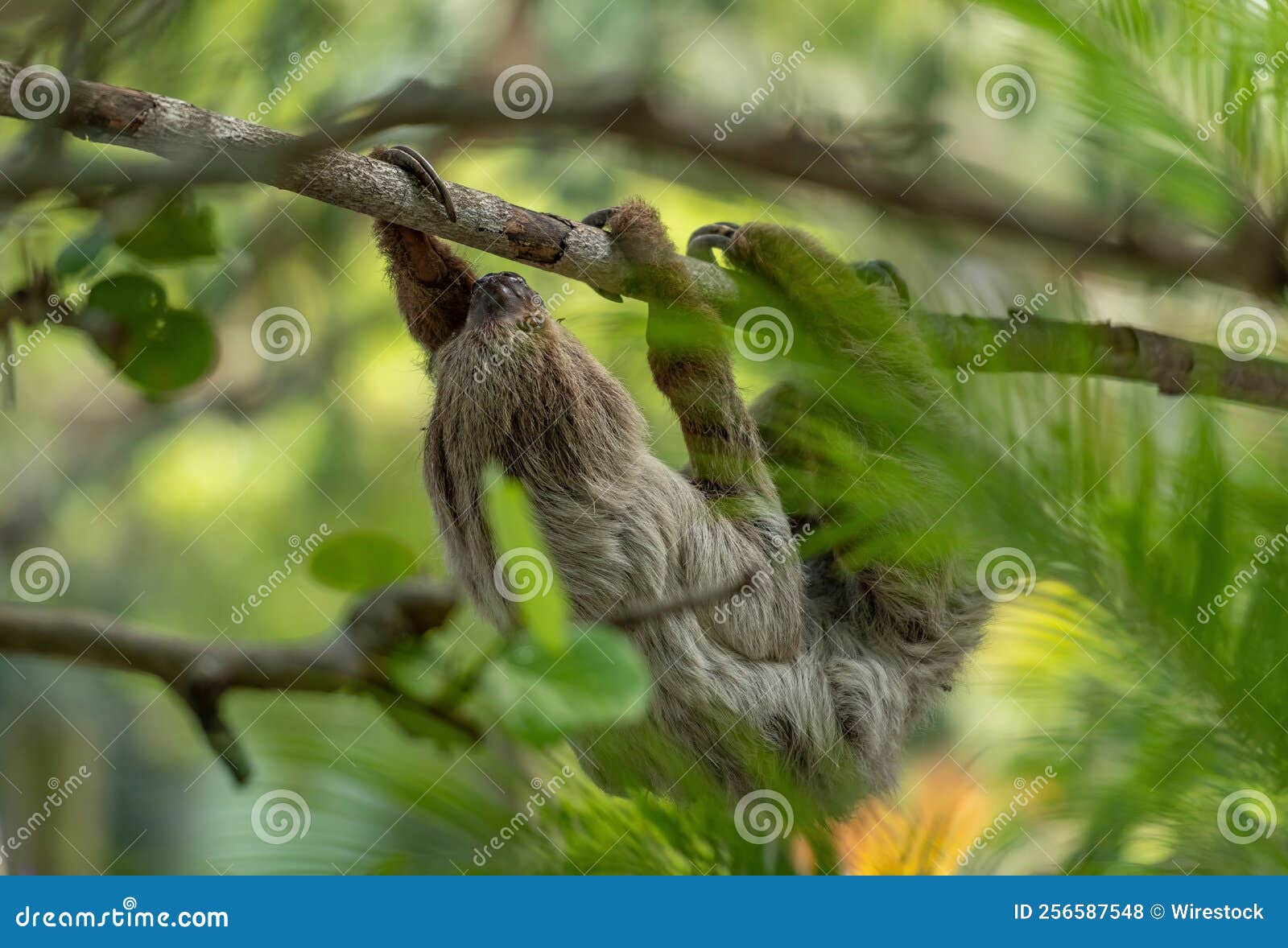 Sloth climbing a tree stock photo. Image of funny, lazy - 256587548