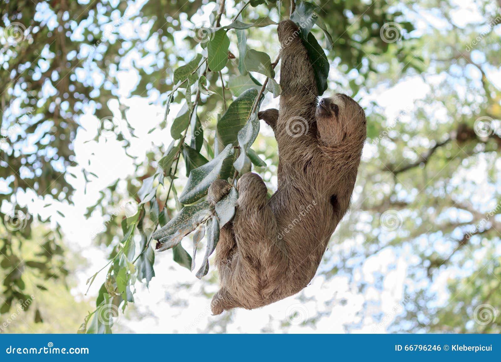 Sloth climbing tree stock photo. Image of exotic, three - 66796246