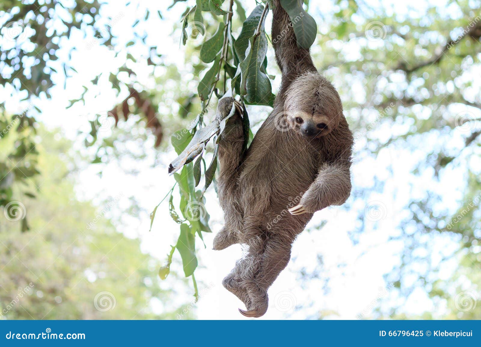 Sloth On A Tree Royalty-Free Stock Photography | CartoonDealer.com #1464707