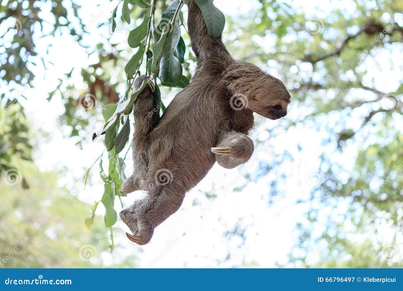 Sloth climbing tree stock image. Image of lazy, laziness - 66796497