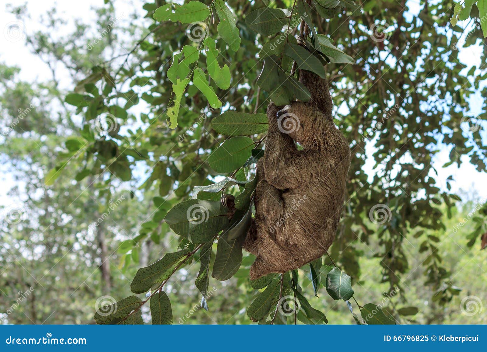 Sloth climbing tree stock image. Image of throated, toed - 66796825