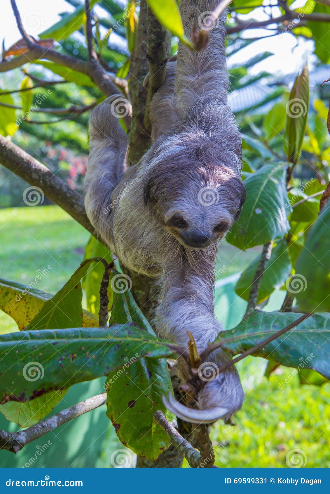 Sloth in Costa Rica stock image. Image of tropical, forest - 69599331
