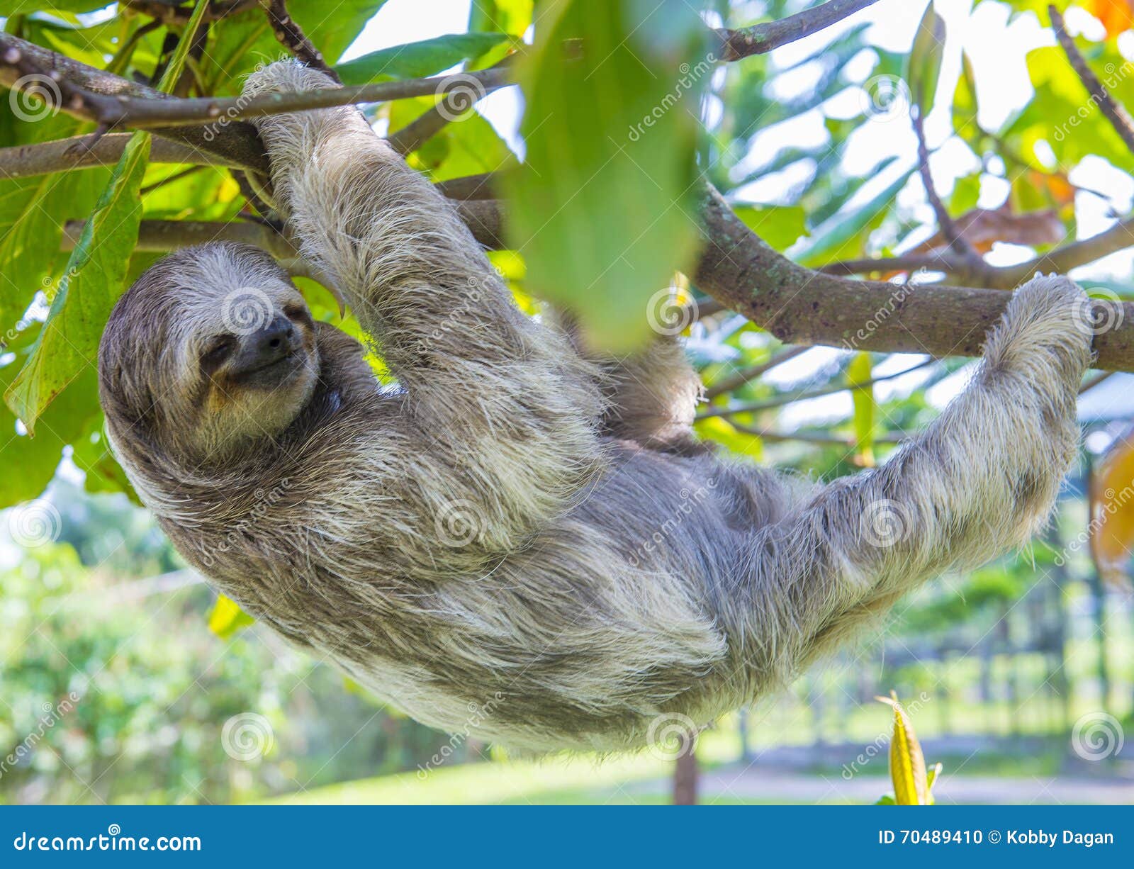 Sloth in Costa Rica stock photo. Image of amazon, cute - 70489410