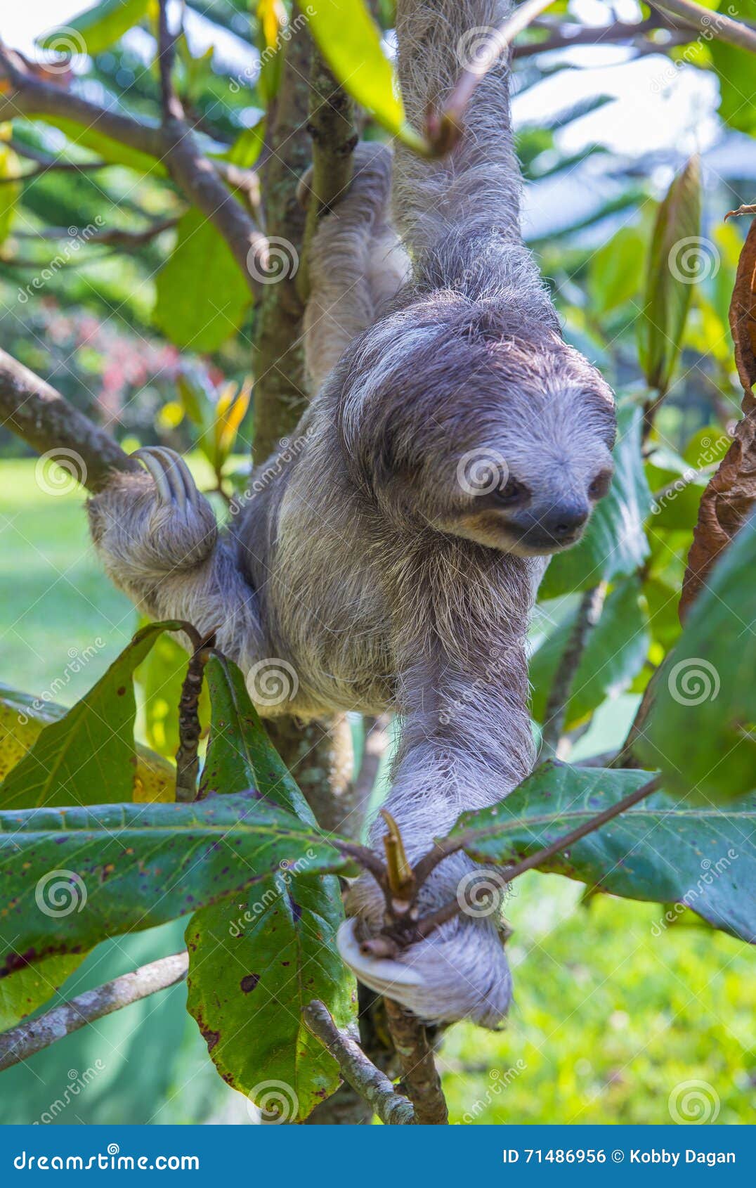 Sloth in Costa Rica stock photo. Image of hanging, tropics - 71486956
